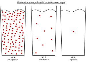 Tout comprendre sur le pH - Plantophage