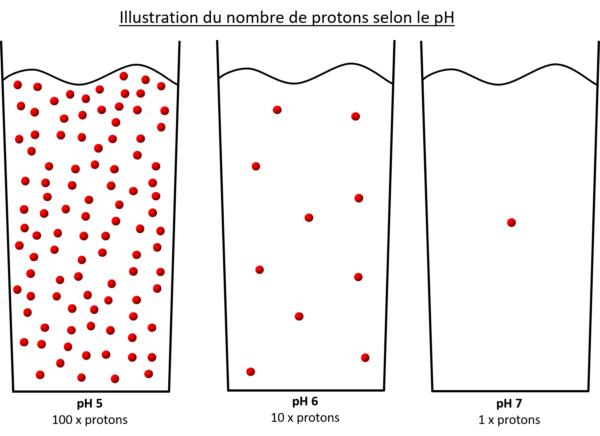 Tout comprendre sur le pH - Plantophage
