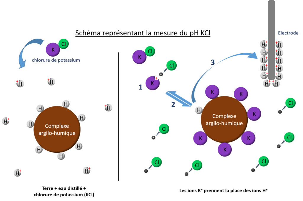 Tout comprendre sur le pH - Plantophage