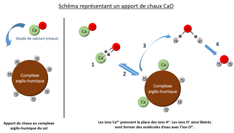 Tout comprendre sur le pH - Plantophage